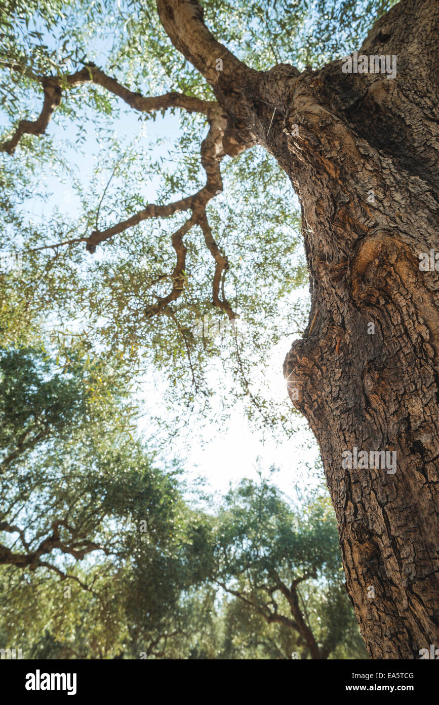 Olive trees and sun rays. Olive plantation Stock Photo - Alamy