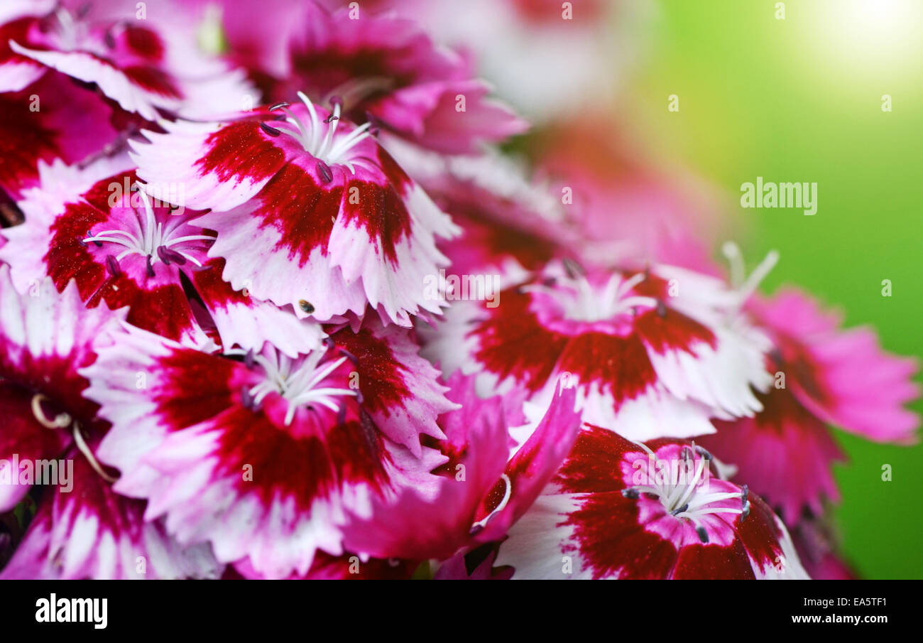 Bouquet of carnations, on bright background Stock Photo - Alamy