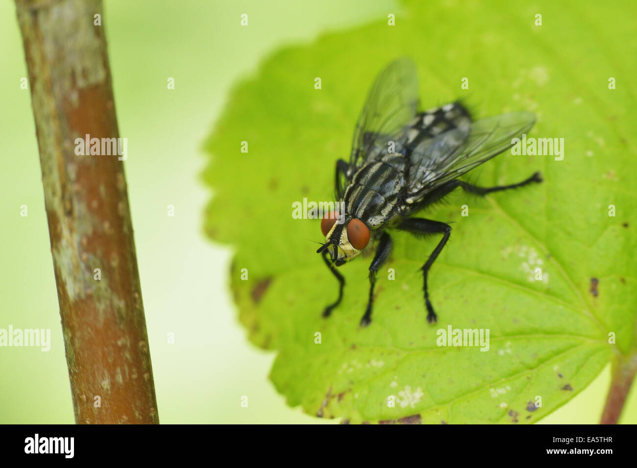 Common flesh fly Stock Photo - Alamy
