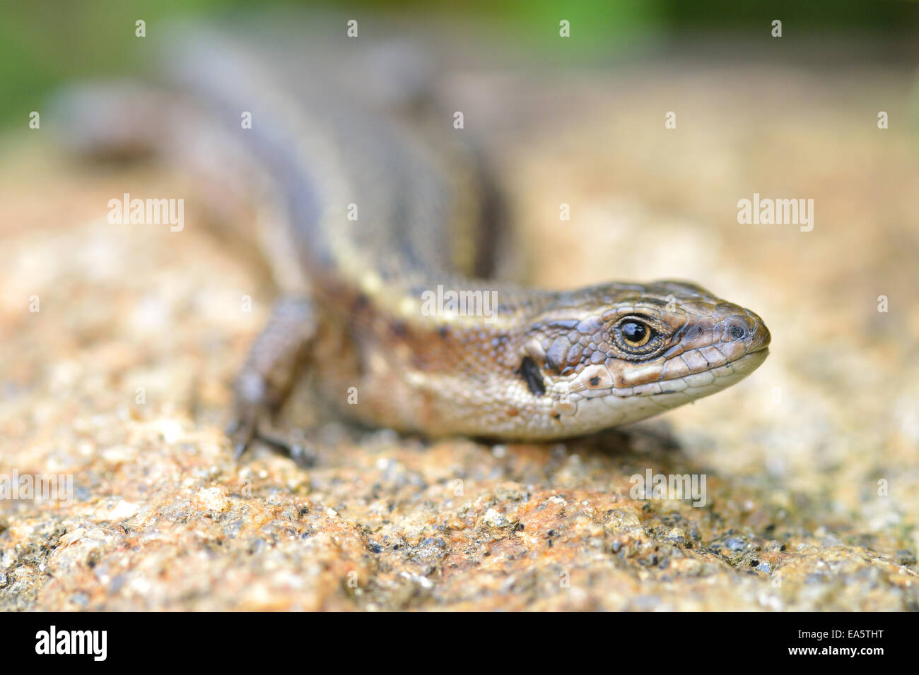 Common wall lizard Stock Photo - Alamy