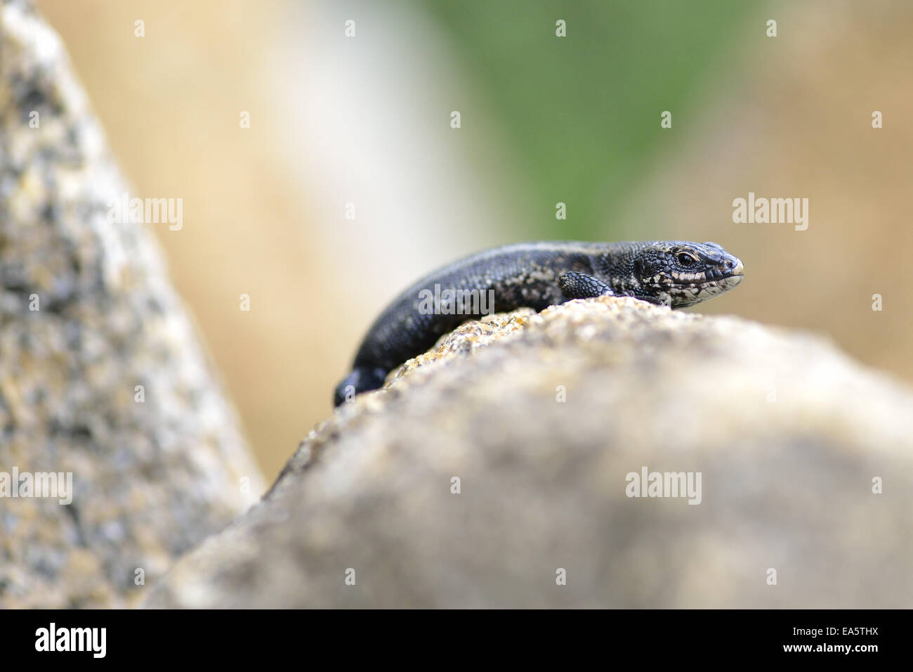 Common wall lizard Stock Photo - Alamy