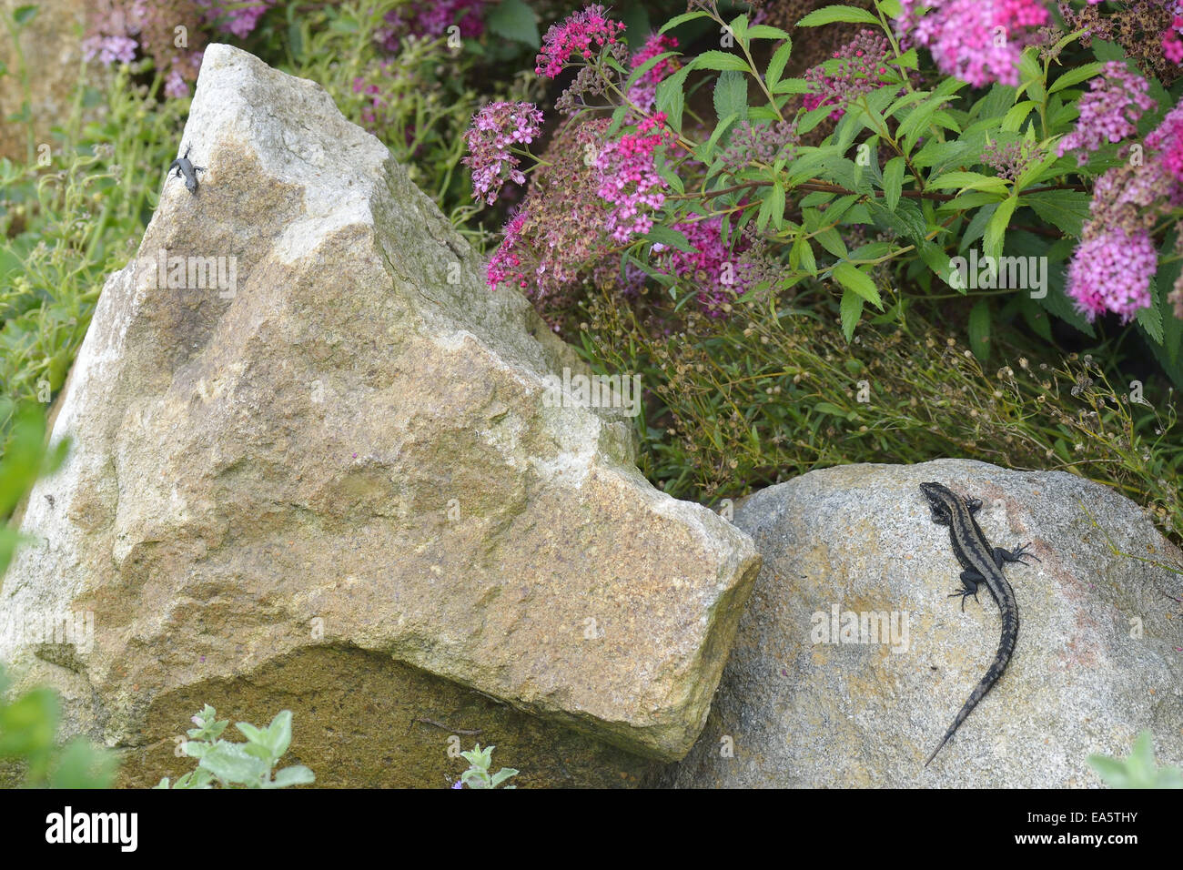 Baby common wall lizard hi-res stock photography and images - Alamy