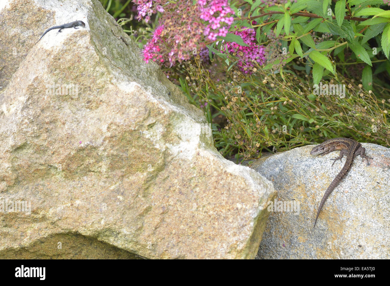 Common wall lizard Stock Photo - Alamy