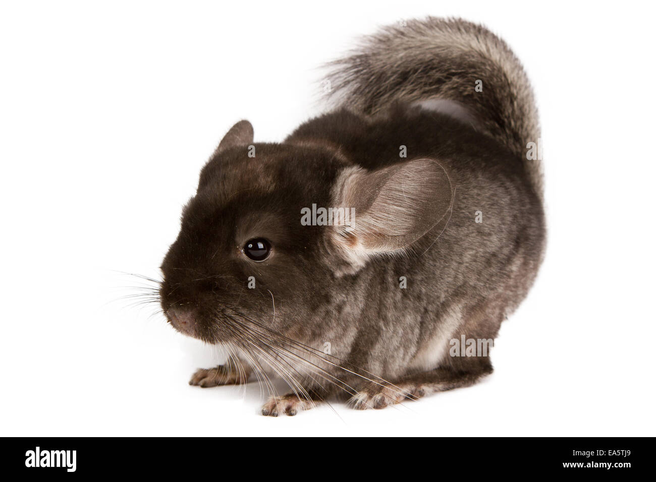 Silver animals Cut Out Stock Images & Pictures - Alamy