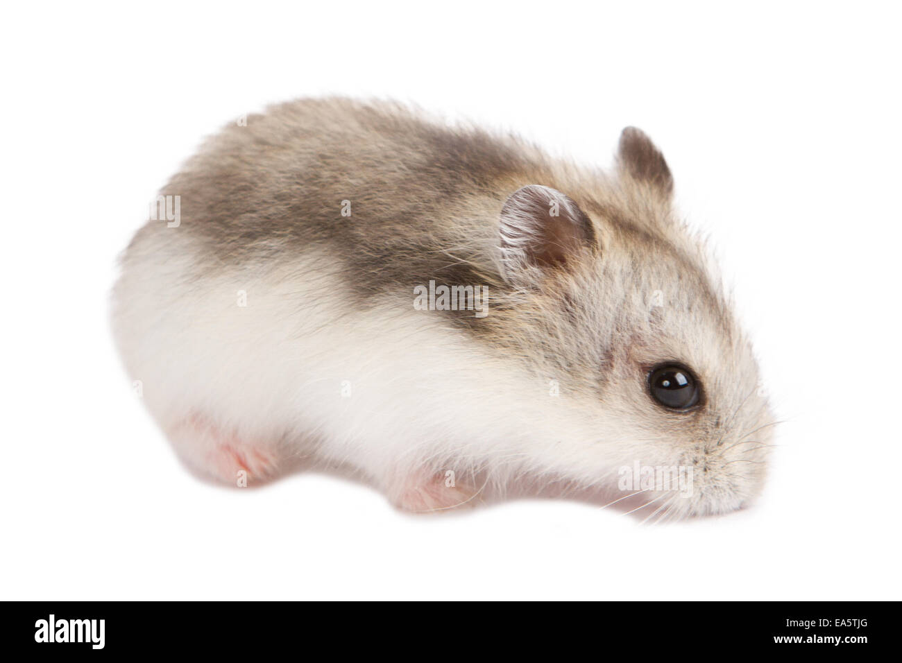 Baby syrian hamsters hi-res stock photography and images - Alamy