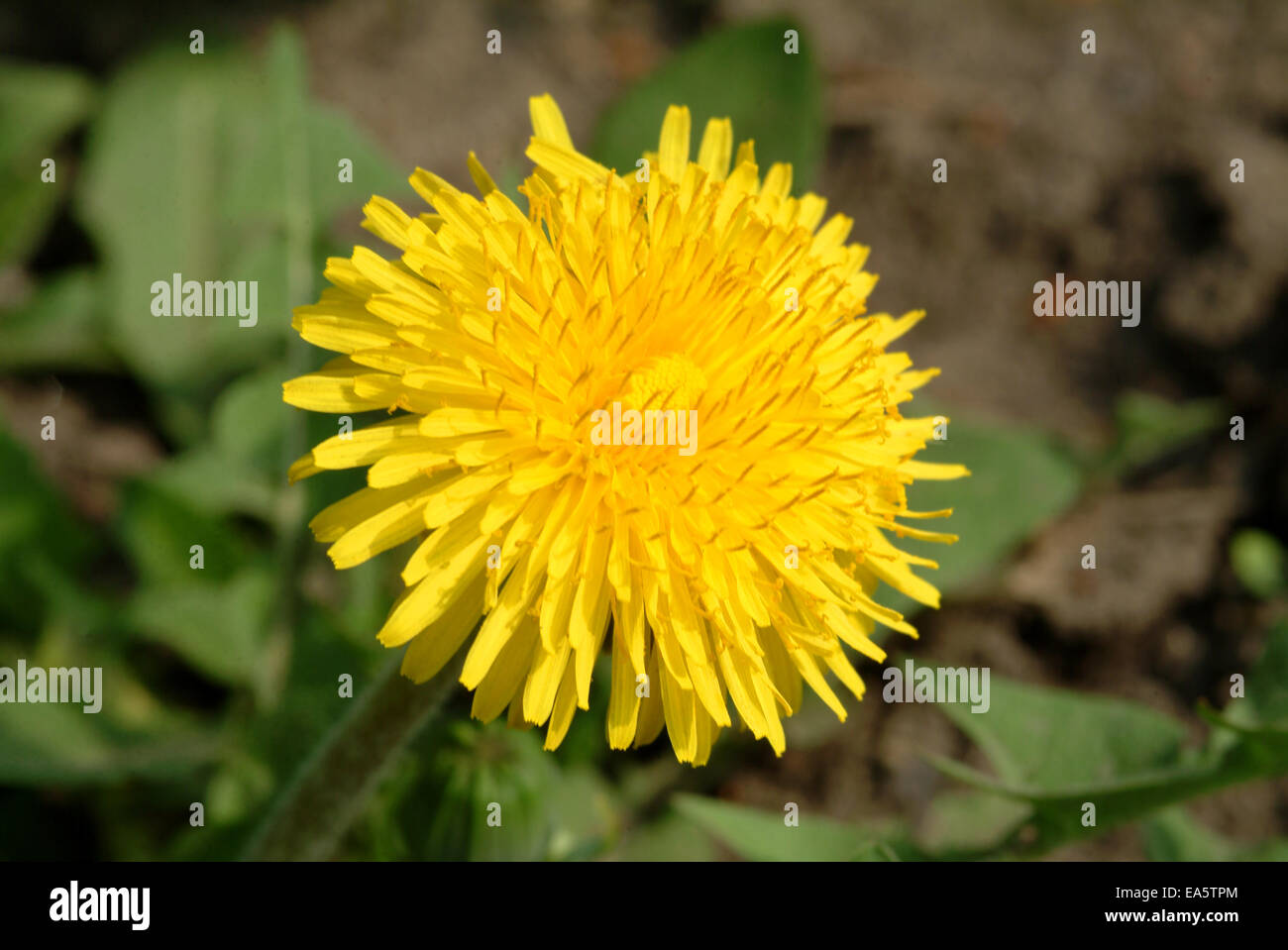 beautiful spring flowers dandelion Stock Photo - Alamy