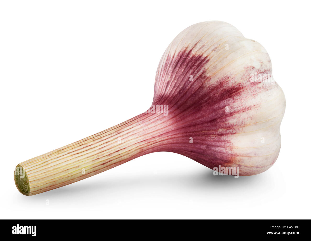 Taste bulb hi-res stock photography and images - Alamy