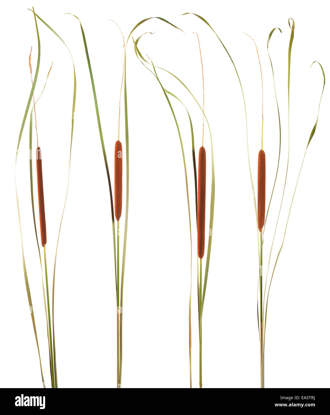 Reeds bouquet hi-res stock photography and images - Alamy