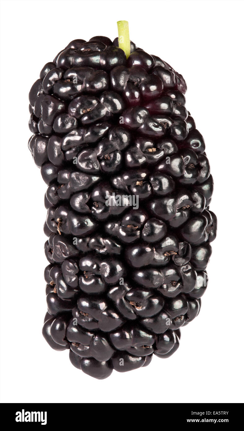 Black mulberry Cut Out Stock Images & Pictures - Alamy
