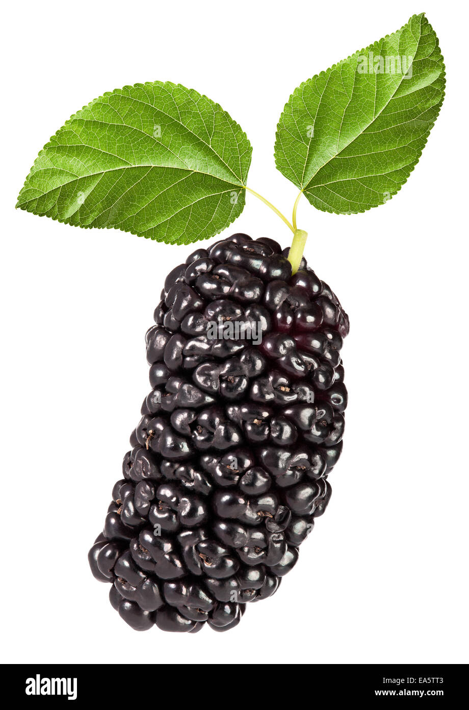 Sweet mulberry Cut Out Stock Images & Pictures - Alamy