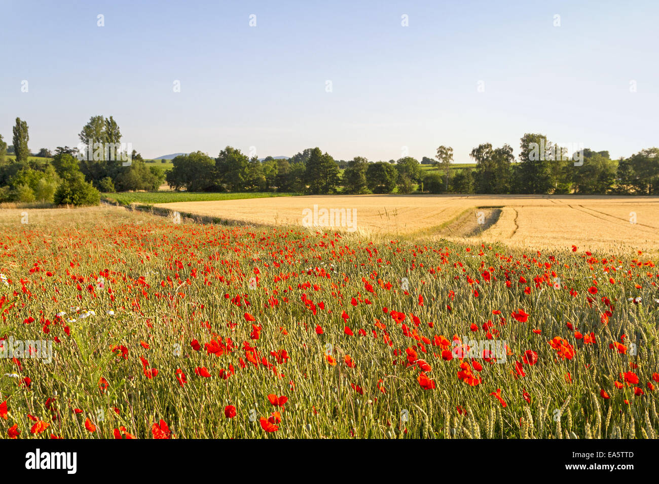 Early summer hi-res stock photography and images - Alamy