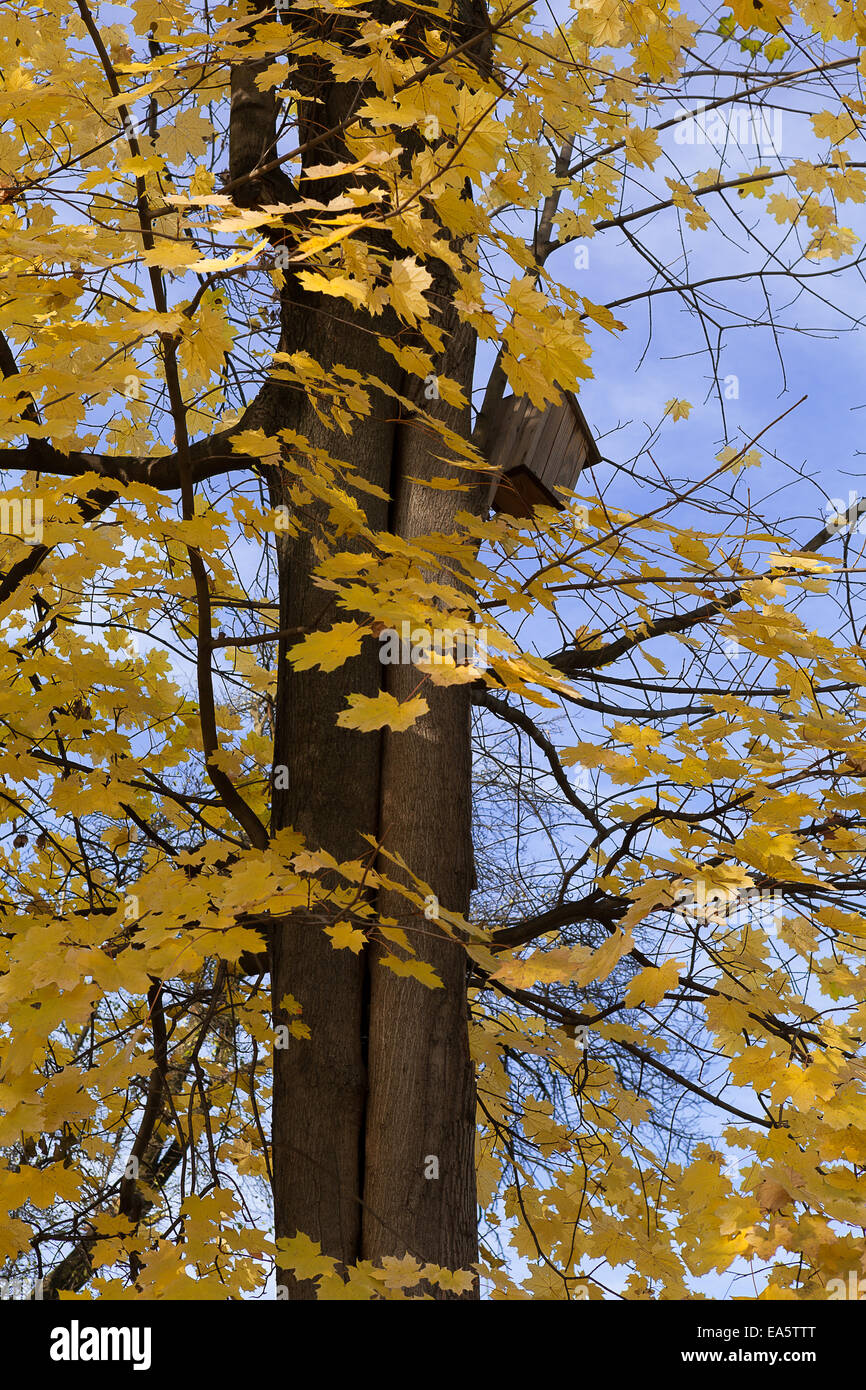 Autumn maple tree, falling leaves Stock Photo - Alamy