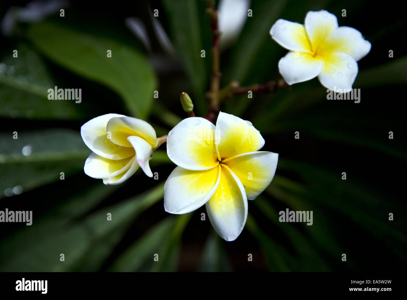Plumeria frangipani sp hi-res stock photography and images - Alamy