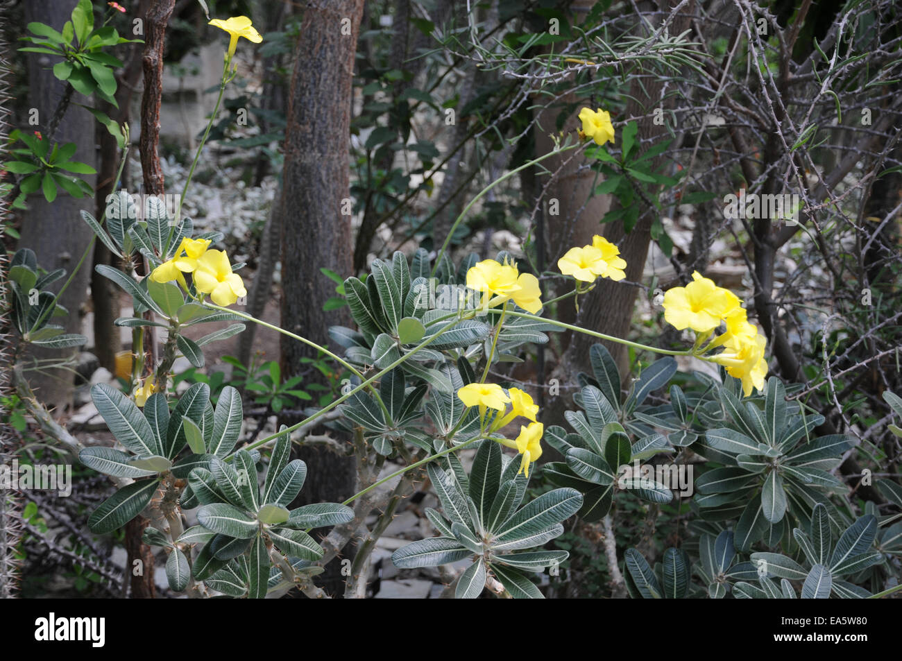 Elephants foot hi-res stock photography and images - Alamy