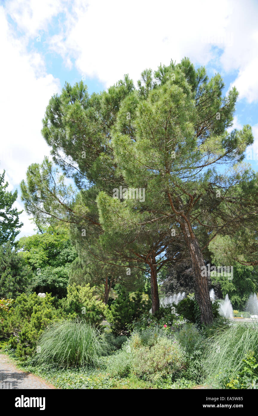 Italian umbrella pine Stock Photo - Alamy