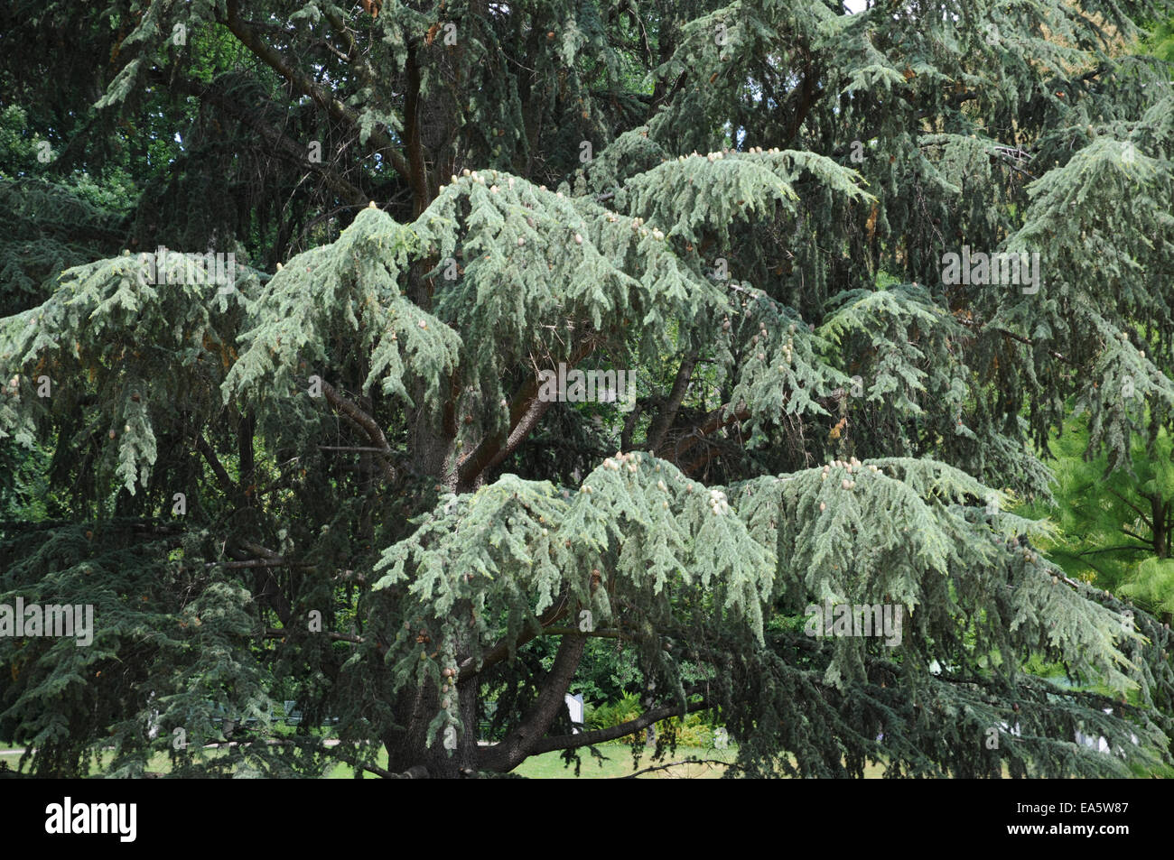 Cedrus libani libanonzeder cedar lebanon hi-res stock photography and images - Alamy