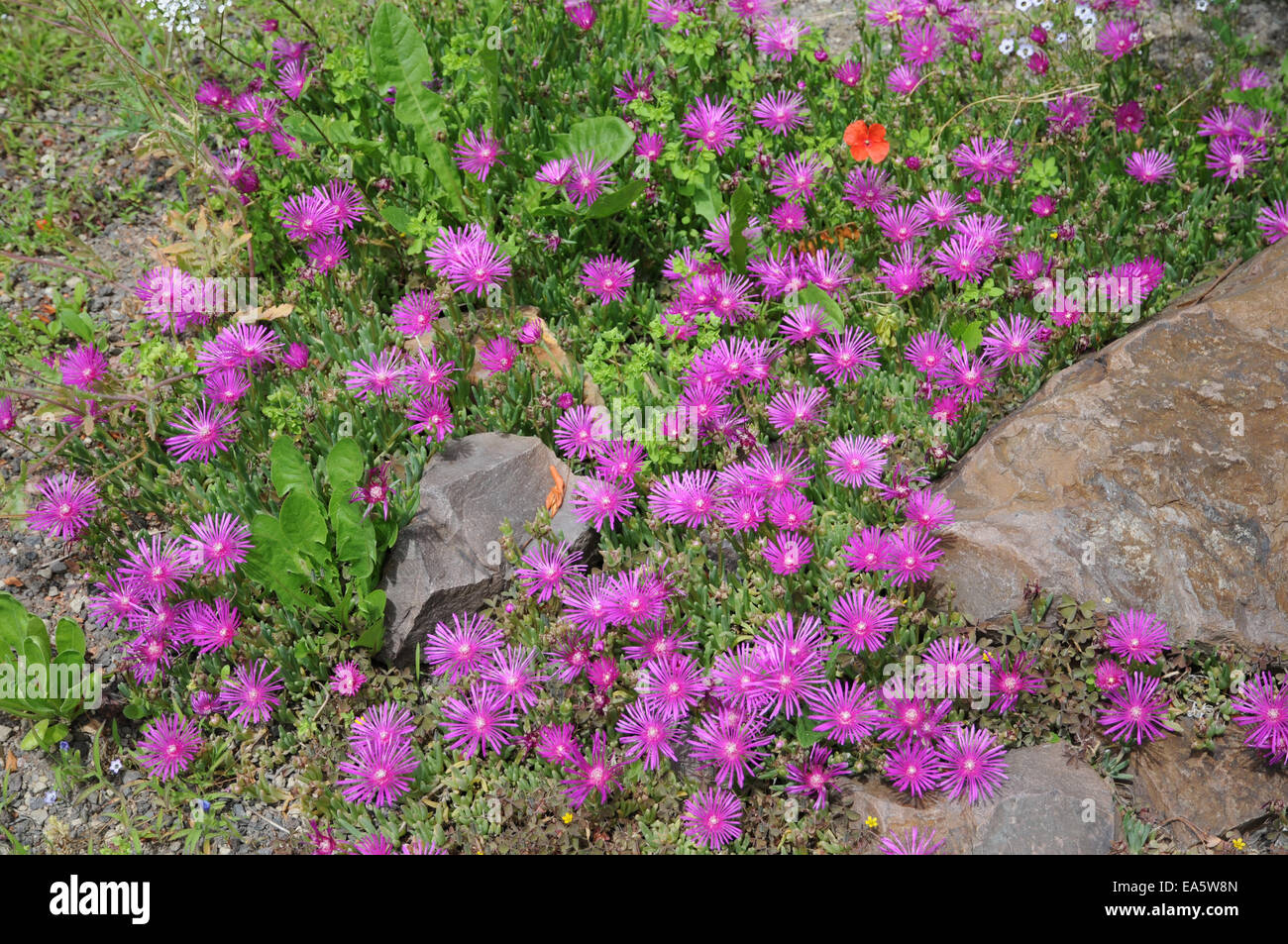 Trailing iceplant hi-res stock photography and images - Alamy