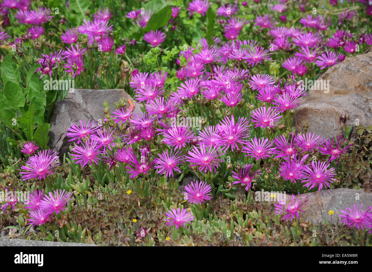 Trailing iceplant hi-res stock photography and images - Alamy