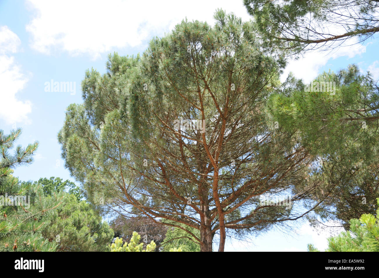 Umbrella italian stone pine tree hi-res stock photography and images ...