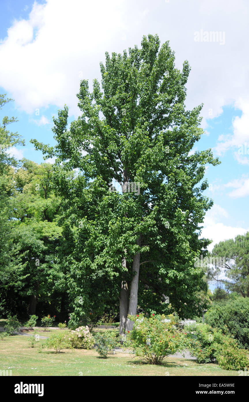 Cucumber tree hi-res stock photography and images - Alamy