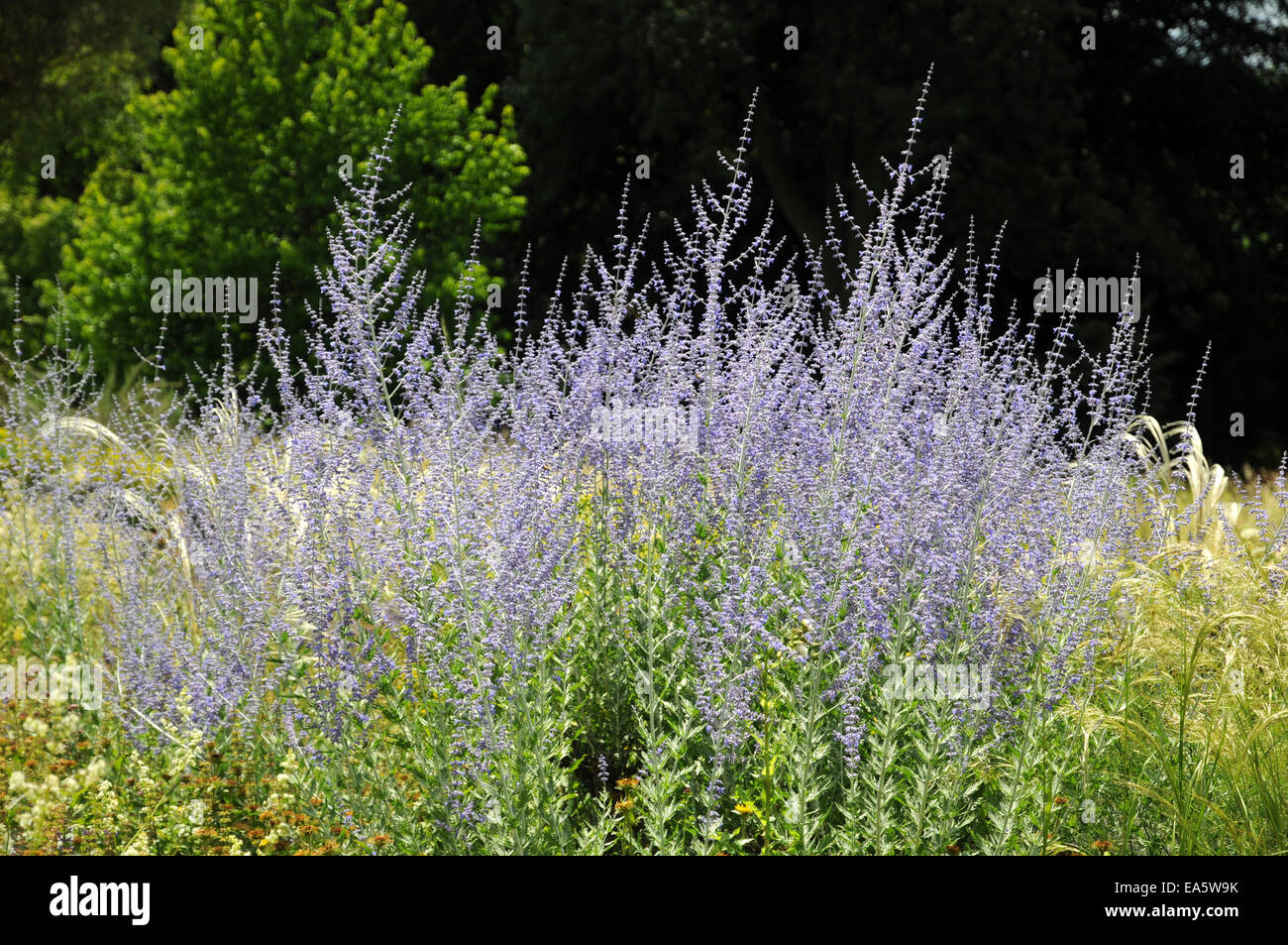 Russian sage hi-res stock photography and images - Alamy