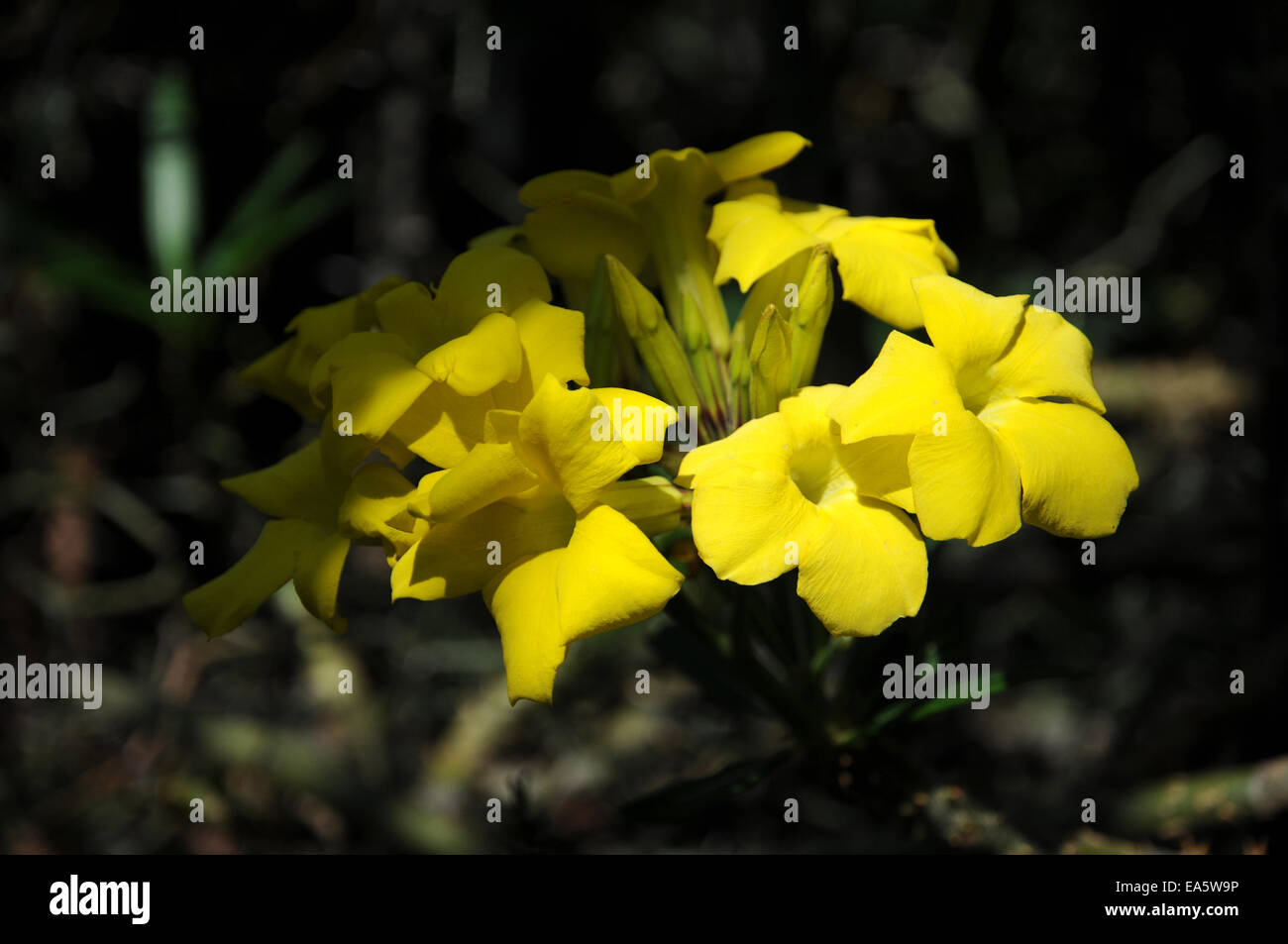Elephants foot plant hi-res stock photography and images - Alamy