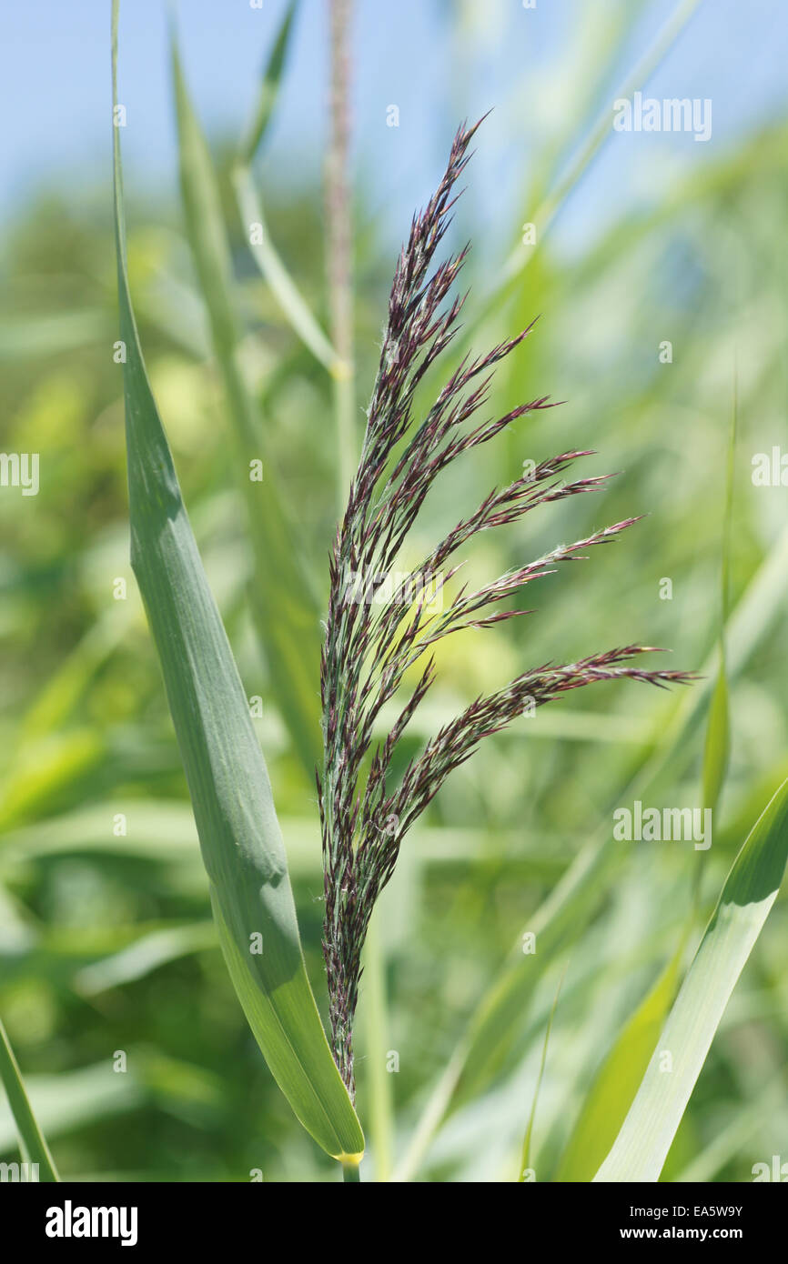 Common reed Stock Photo - Alamy