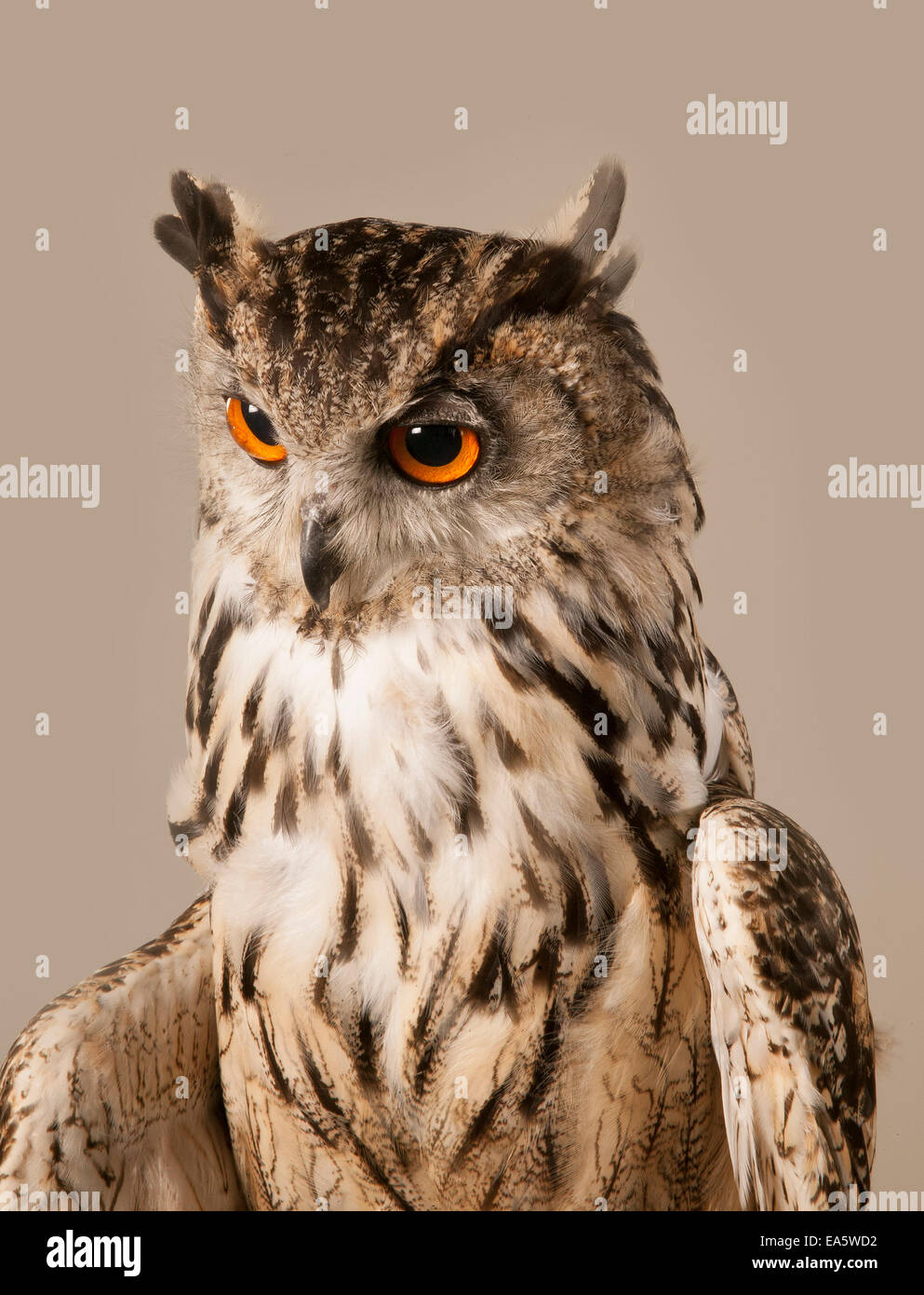 Owl looking down hi-res stock photography and images - Alamy