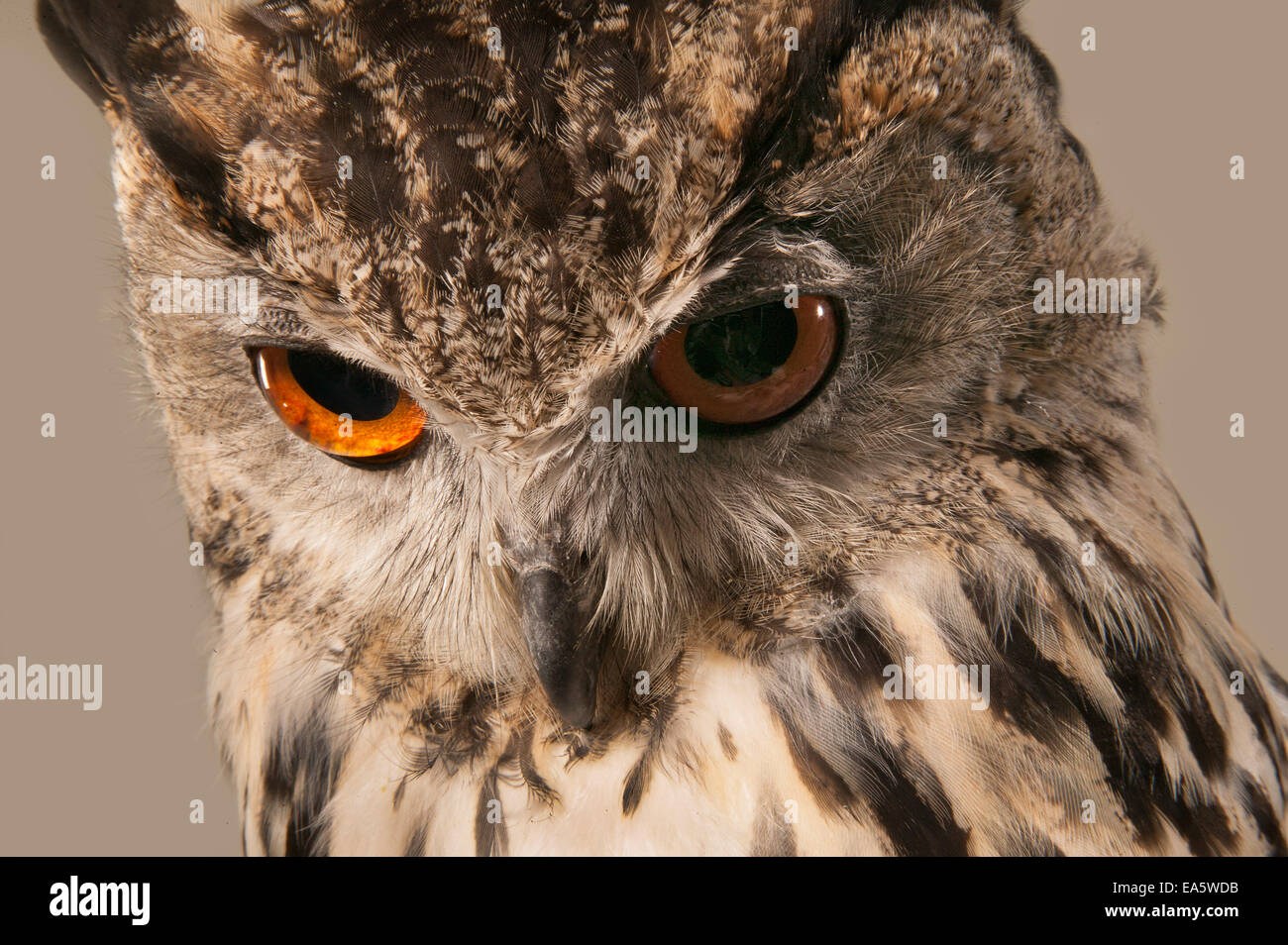 A well lit studio shot of an eagle owl looking down Stock Photo - Alamy