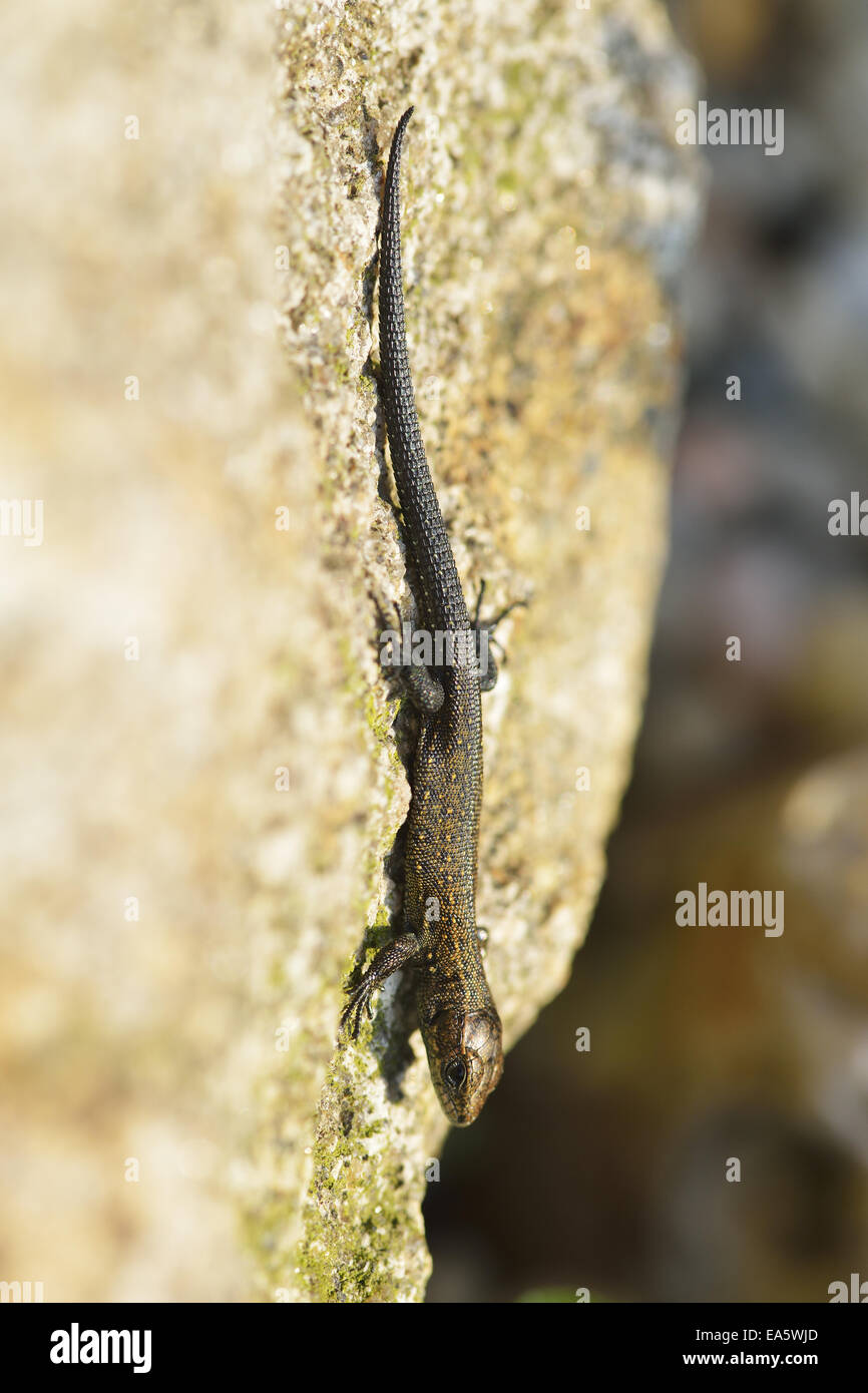 Baby common wall lizard hi-res stock photography and images - Alamy