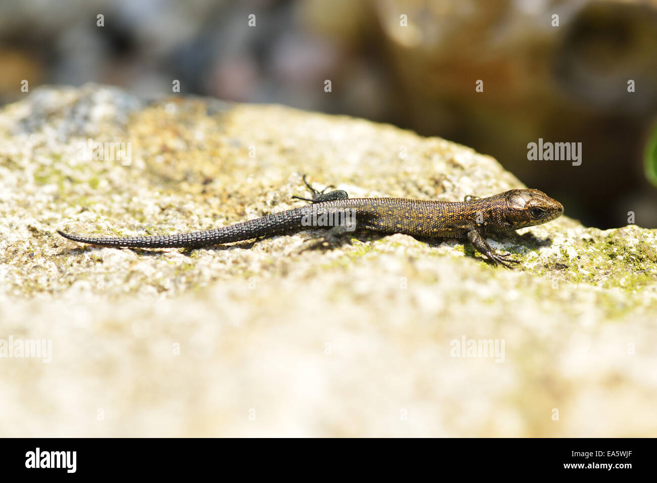Baby common wall lizard hi-res stock photography and images - Alamy