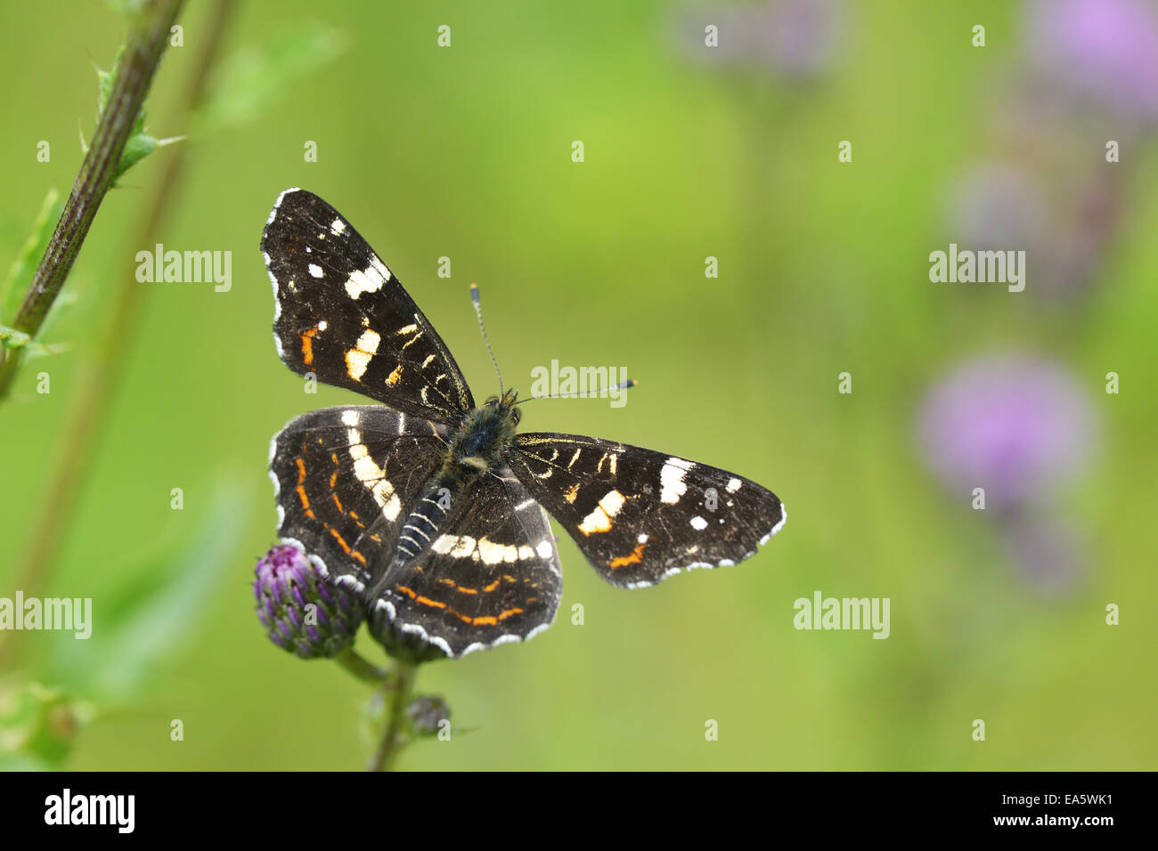 Map of yellow grass hi-res stock photography and images - Alamy