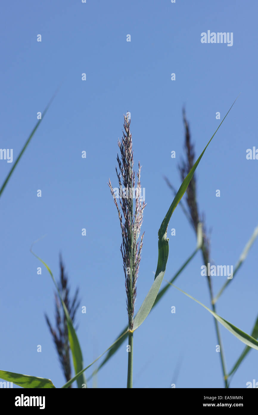 Swamp reed flowers hi-res stock photography and images - Alamy