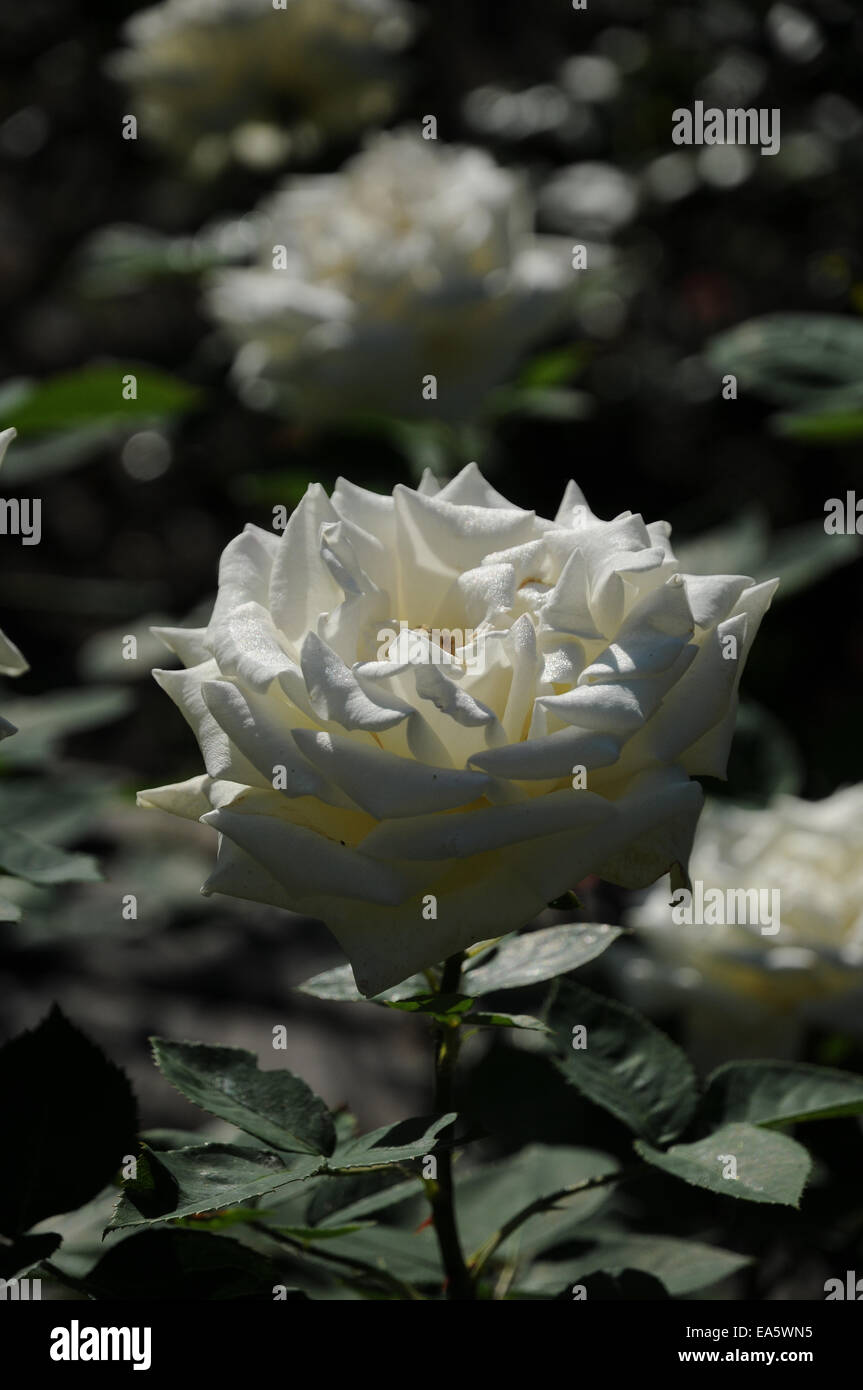 Polarstern rose rosa hi-res stock photography and images - Alamy