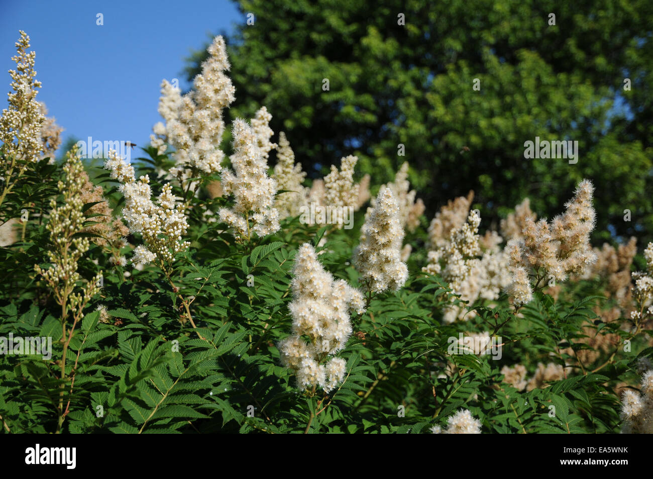 Spirea sorbaria hi-res stock photography and images - Alamy