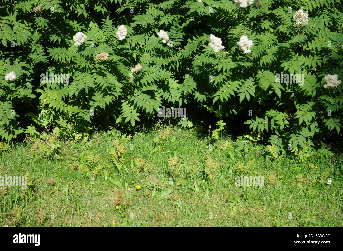 Spirea shrub hi-res stock photography and images - Alamy