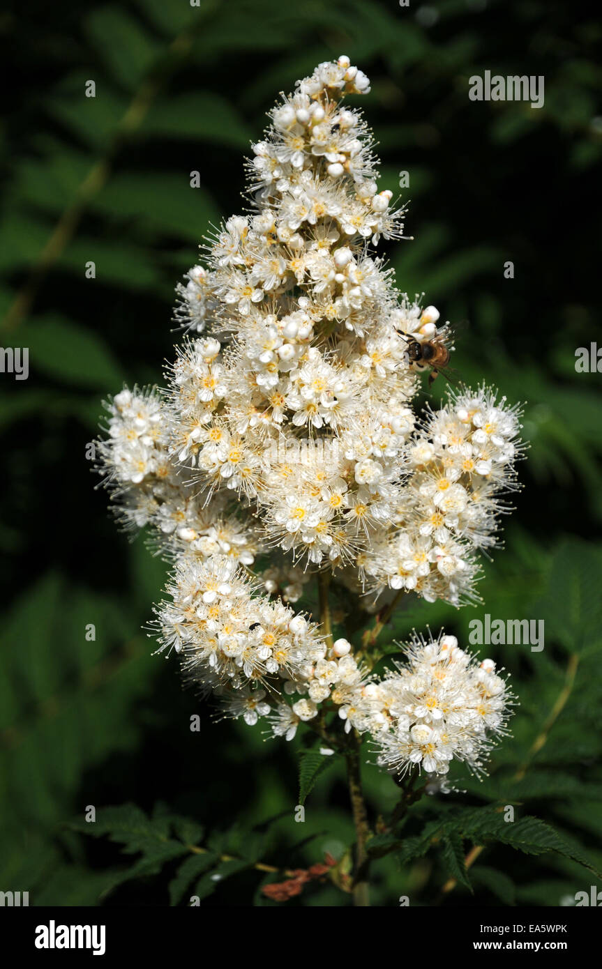 Spirea strauch hi-res stock photography and images - Alamy