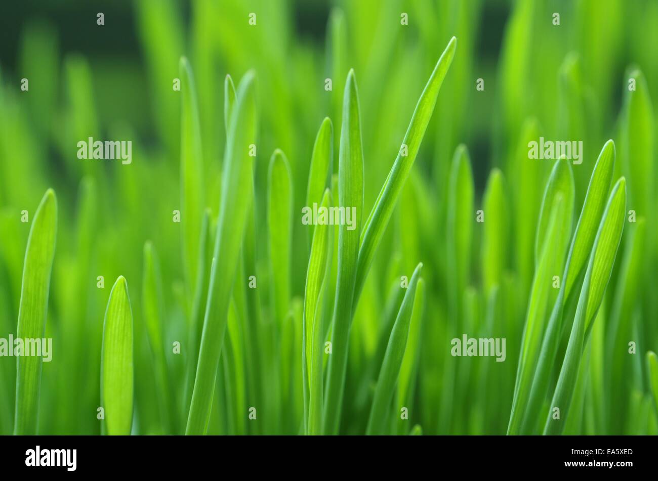 Grass halme hi-res stock photography and images - Alamy