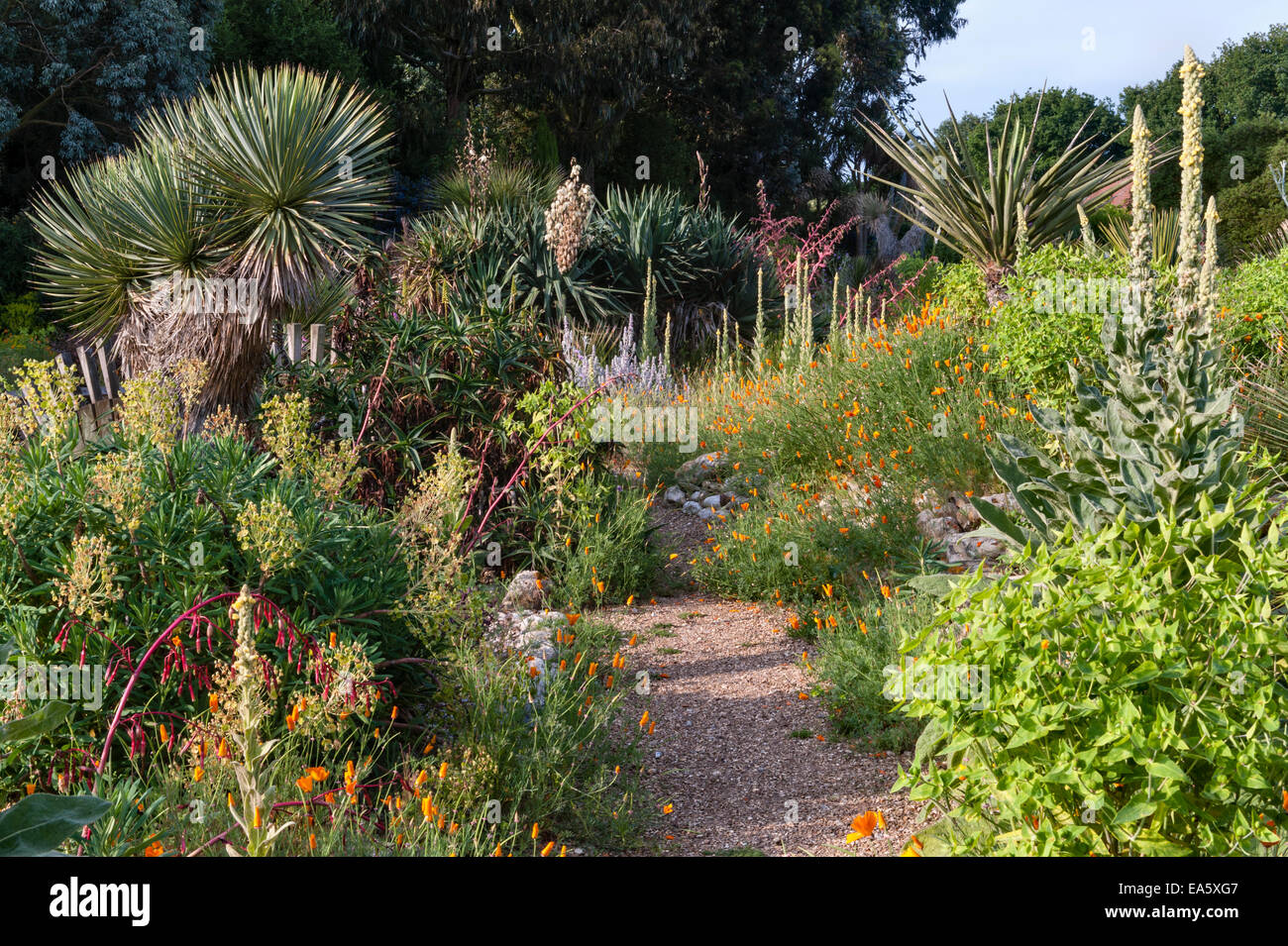 East Ruston Old Vicarage gardens, Norwich, Norfolk, UK. The Californian ...