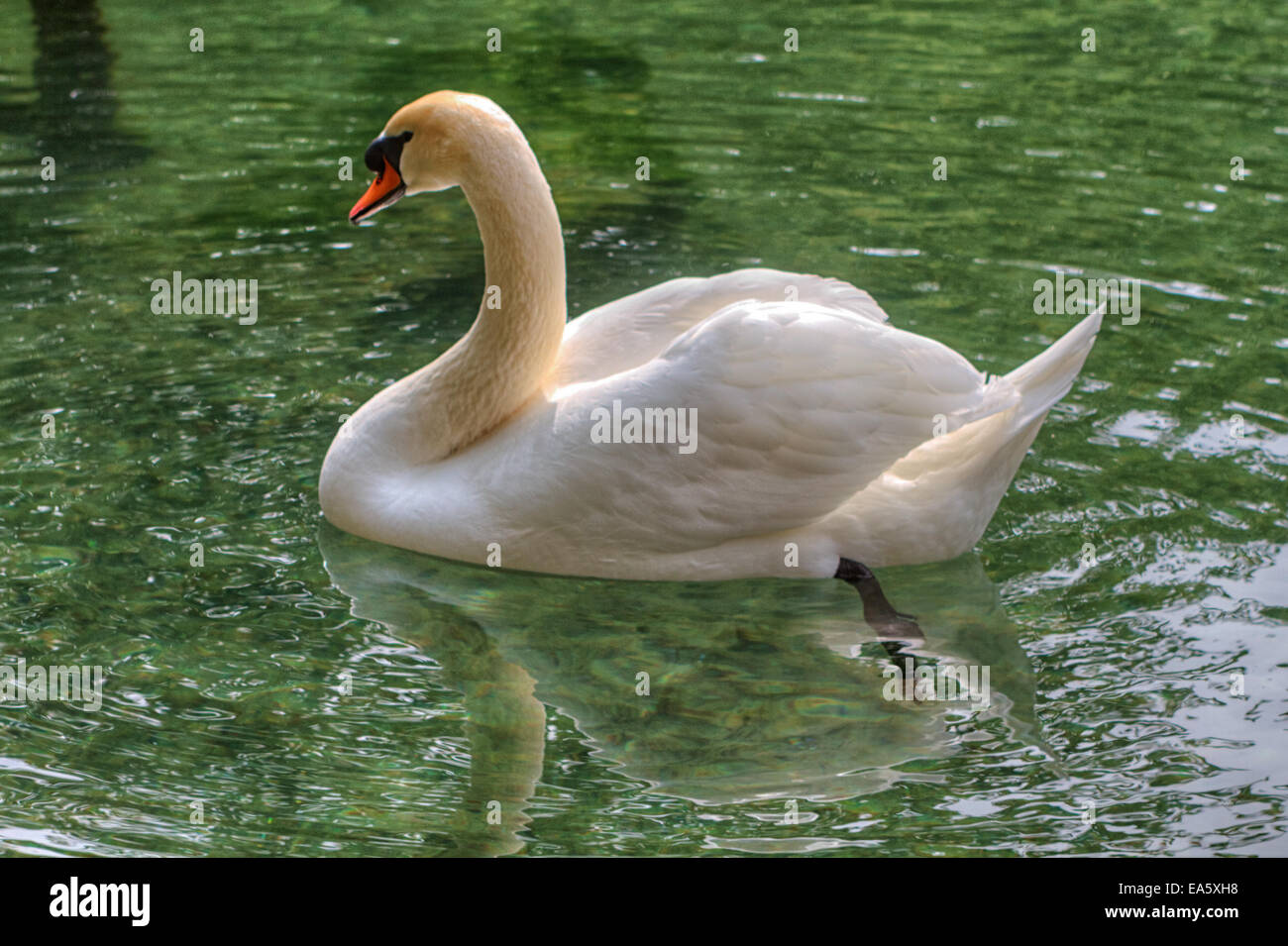 Pure white plumage hi-res stock photography and images - Alamy