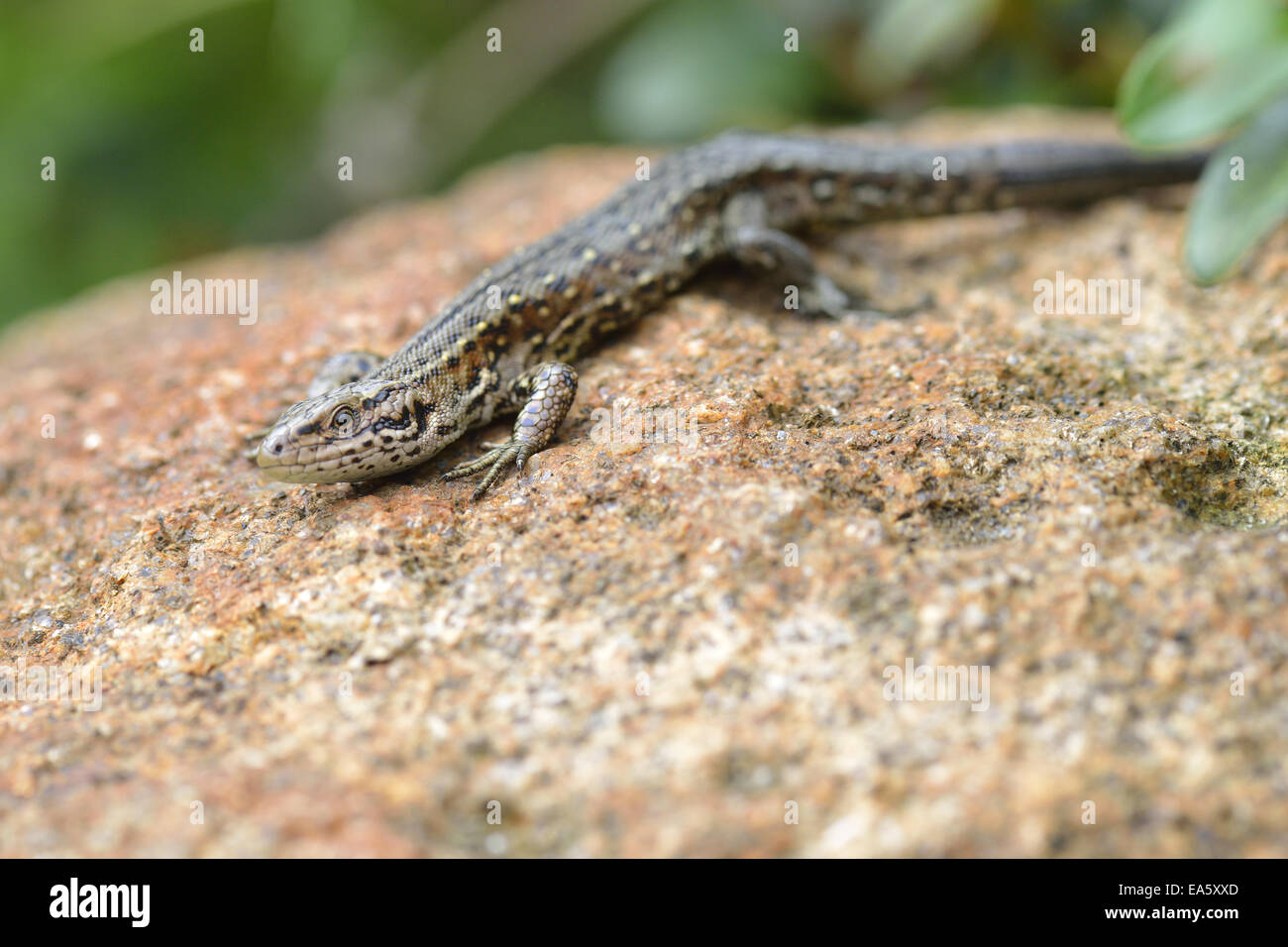 Common wall lizard Stock Photo - Alamy