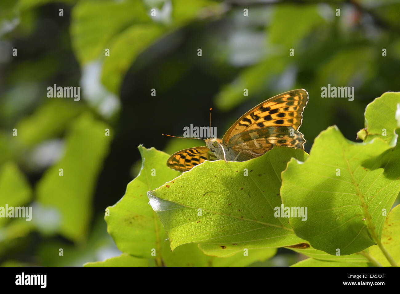 Silver fritillary hi-res stock photography and images - Alamy