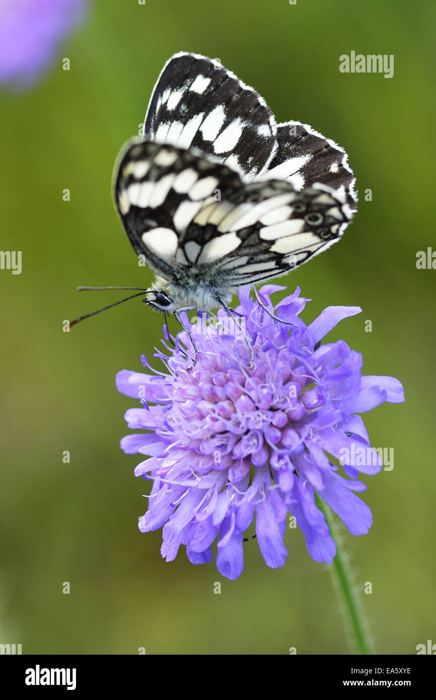 The marbled white hi-res stock photography and images - Alamy