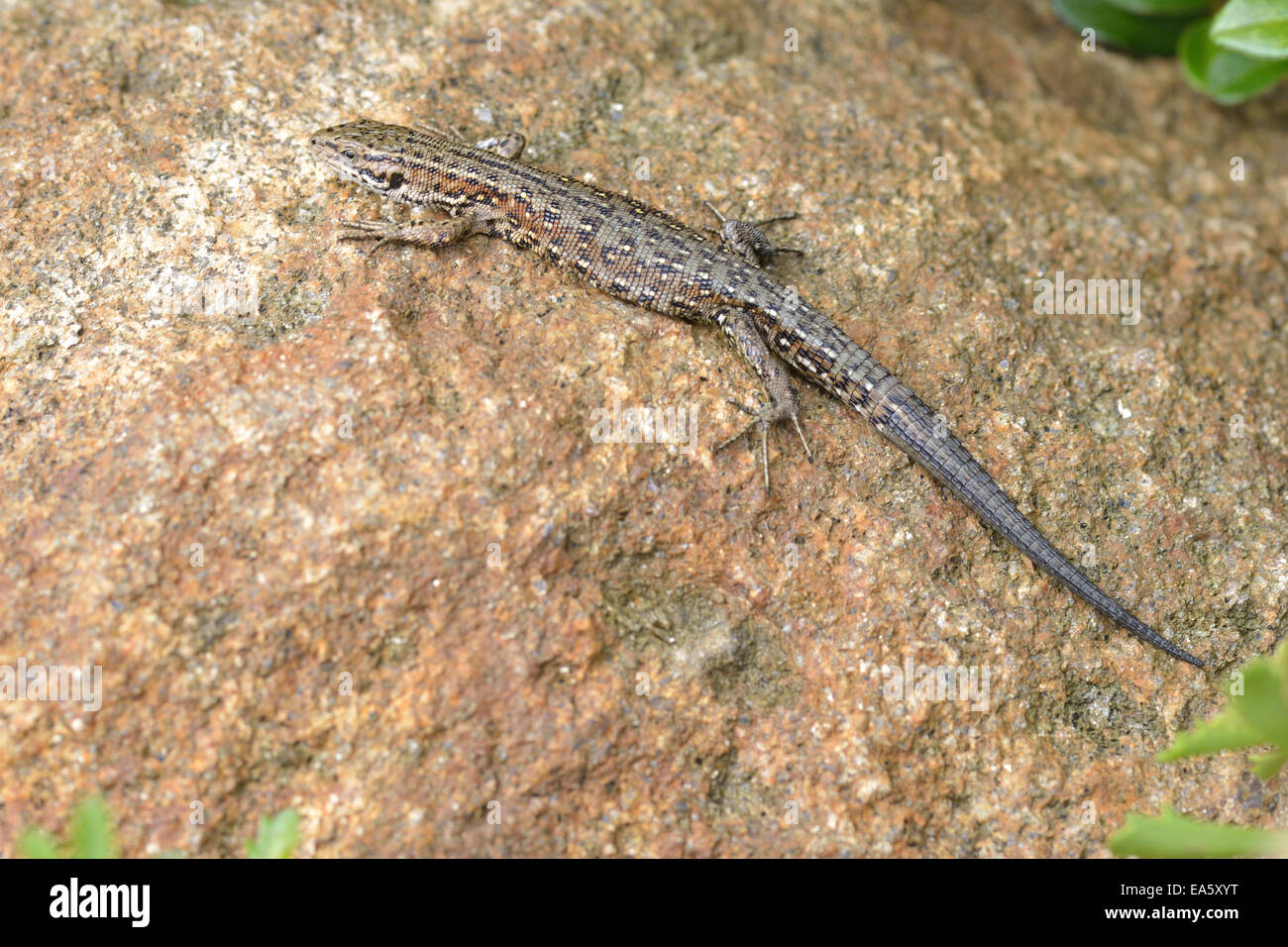 Common wall lizard Stock Photo - Alamy