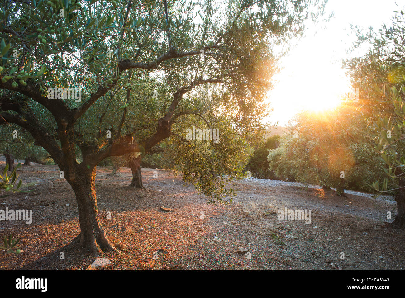 Olive trees and sun rays. Olive plantation Stock Photo - Alamy