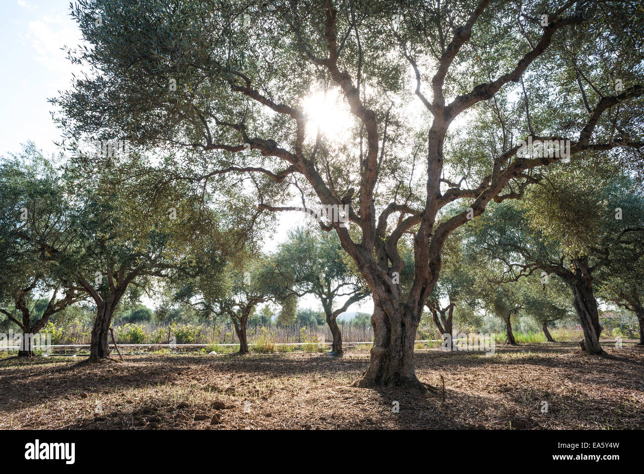 Olive trees and sun rays. Olive plantation Stock Photo - Alamy
