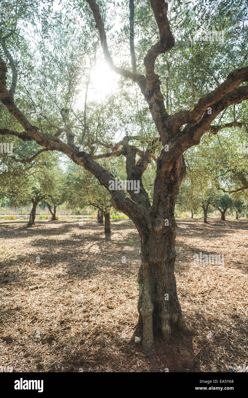 Olive trees and sun rays. Olive plantation Stock Photo - Alamy