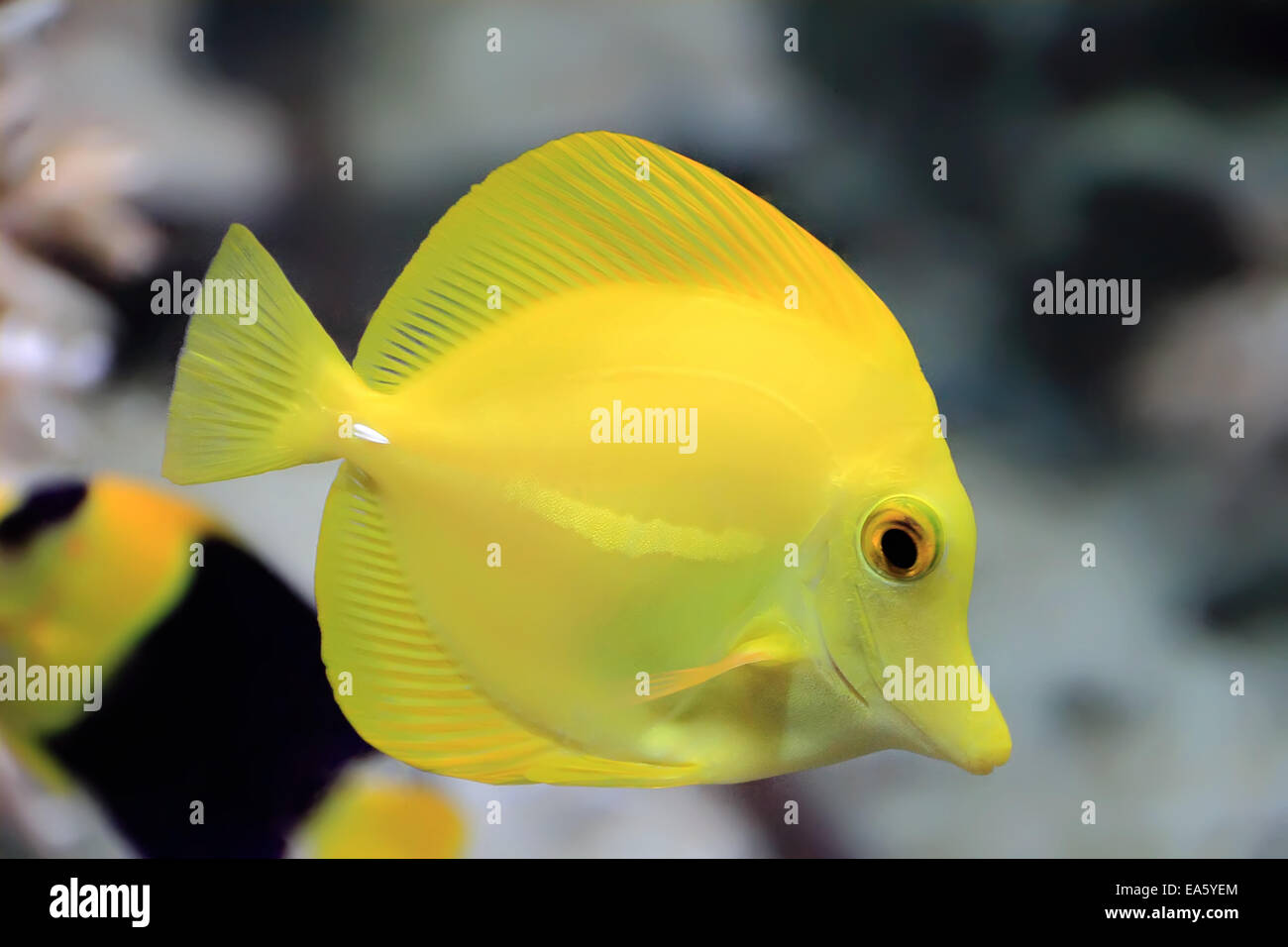 Zebrasoma yellow tang fish Stock Photo - Alamy