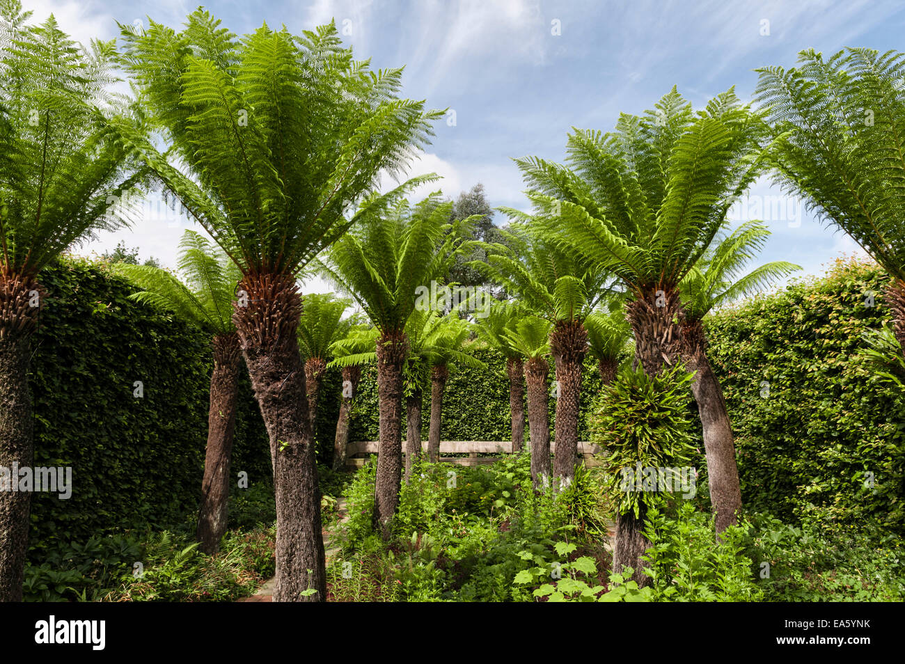 Tree fern uk garden hi-res stock photography and images - Alamy