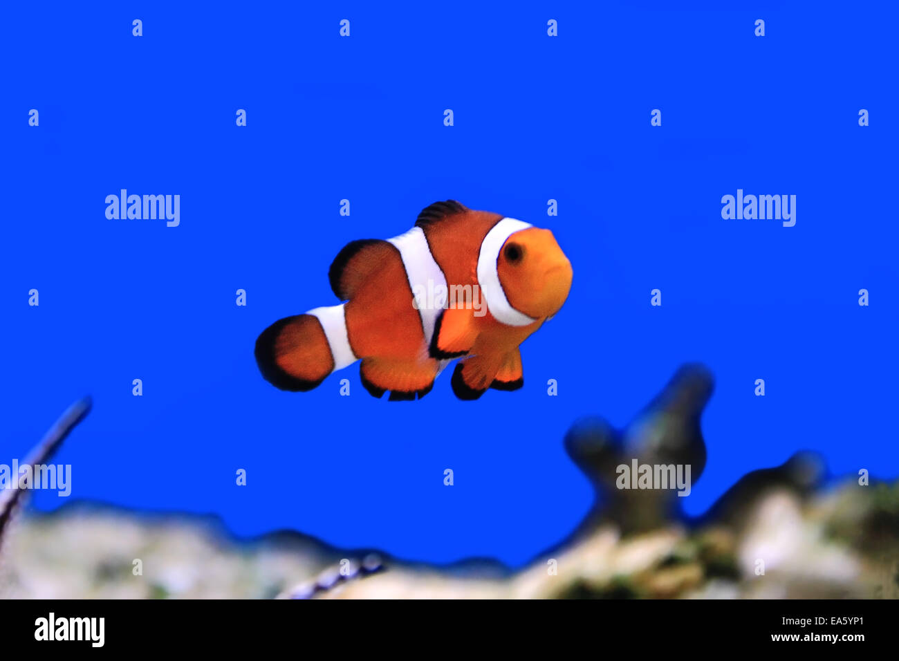 Clown fish hi-res stock photography and images - Alamy